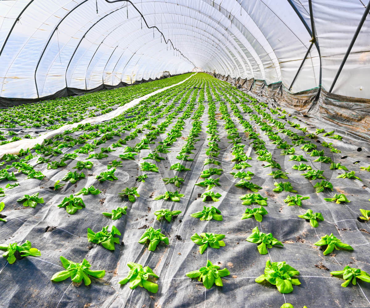 Tarpaulin Uses in Agri Commodities and Distilleries